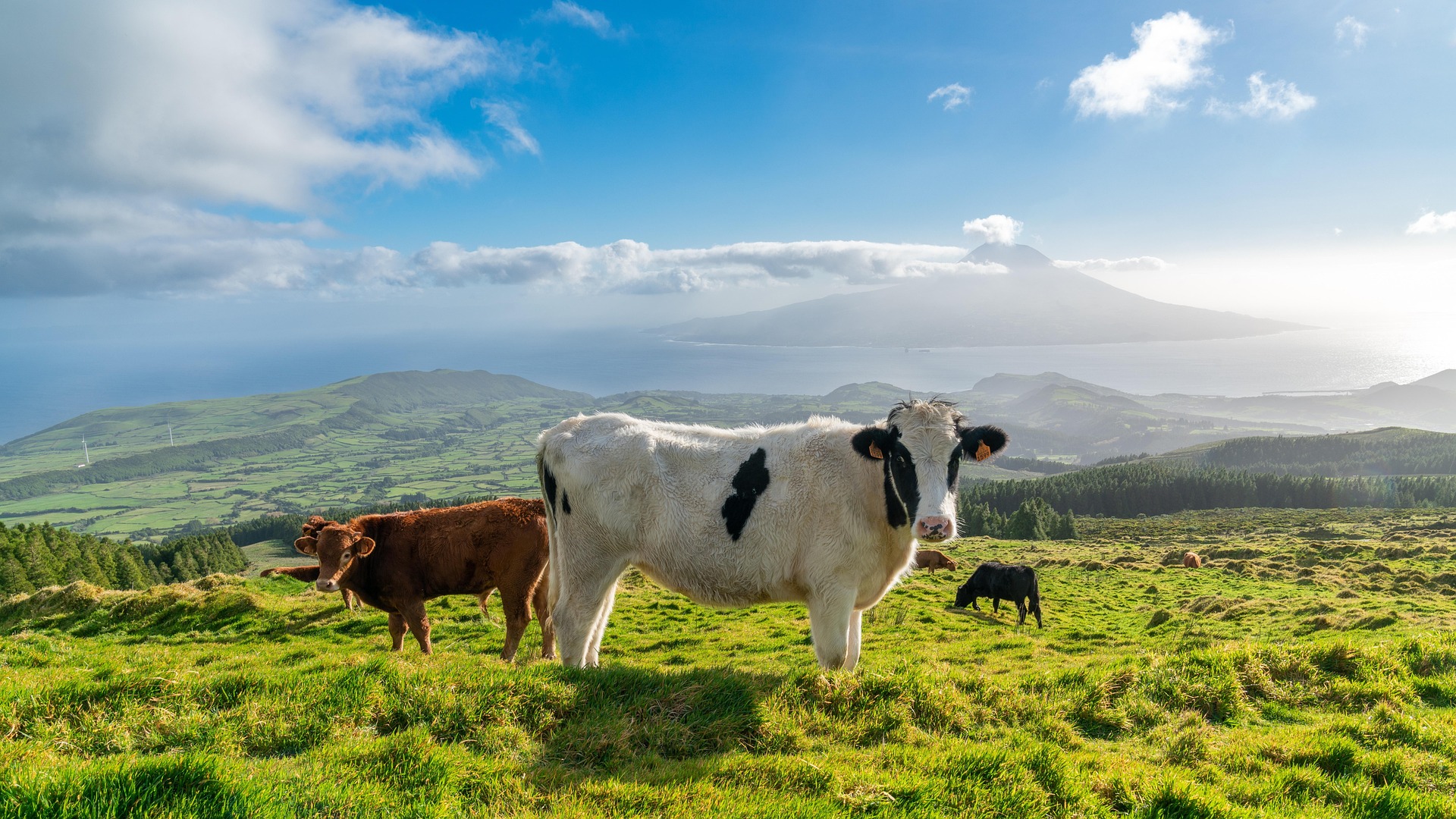 HOT! NON STOP flights from Porto / Lisbon to the AZORES from €34 ...